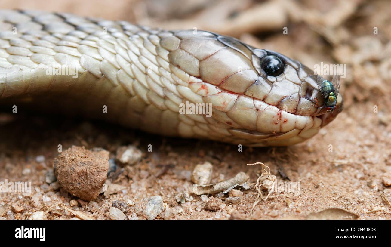 Snouted cobra hi-res stock photography and images - Alamy
