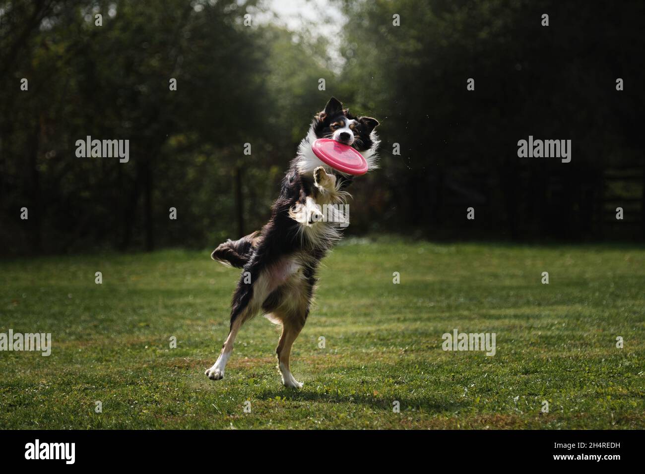 Fluffy border collie of black and white color jumps high and catches ...