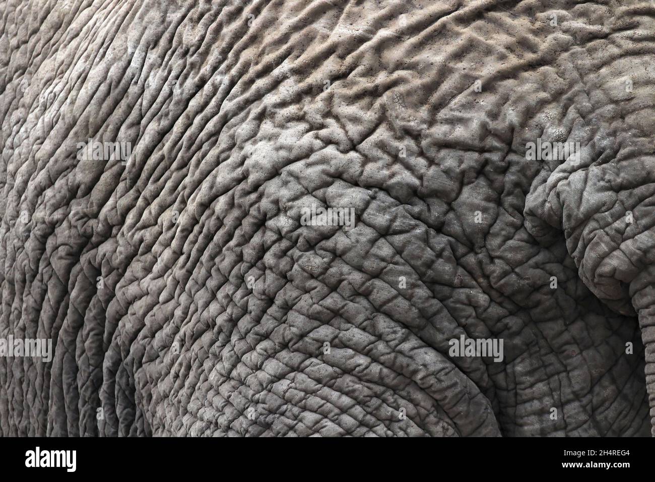 African elephant skin background hi-res stock photography and images ...