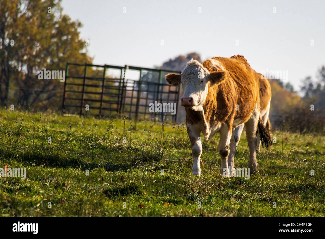 Evening dairy cattle hi-res stock photography and images - Alamy