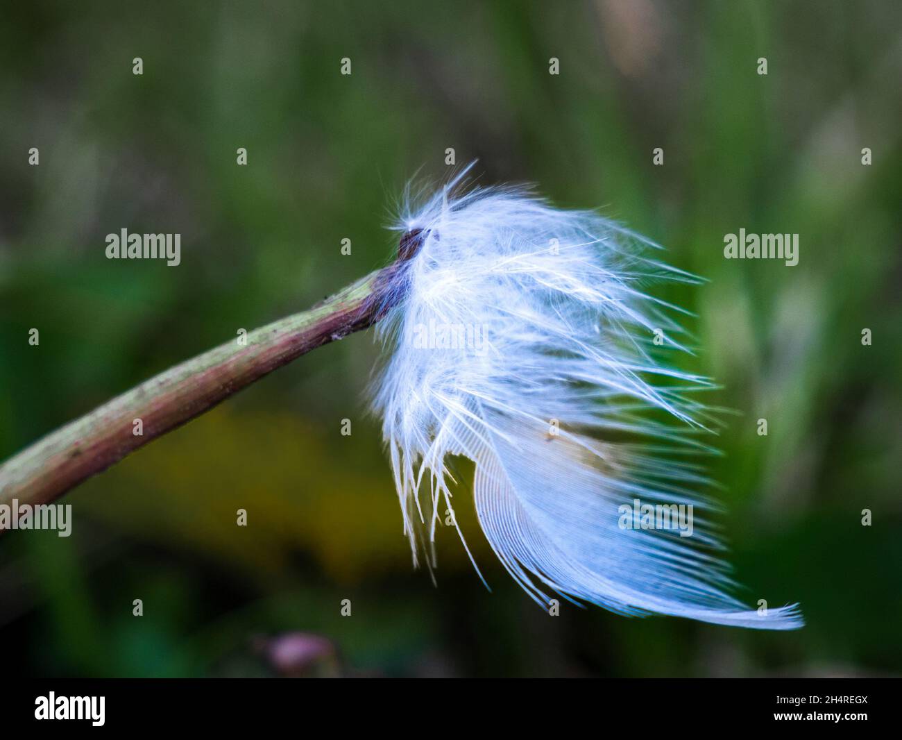 Plume young hi-res stock photography and images - Alamy