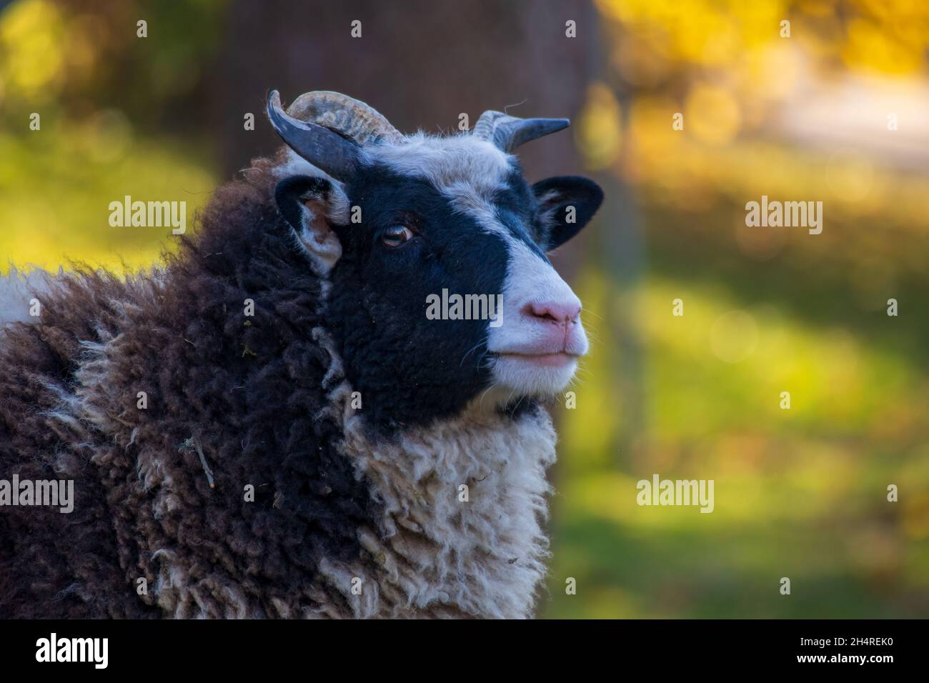 portrait of a black and white four horned Jacob sheep looking at camera ...