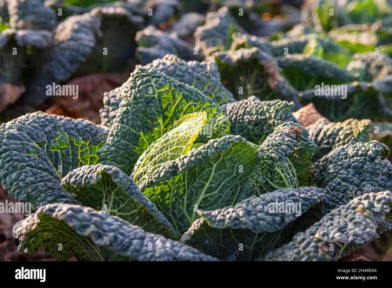 savoy cabbage growing in an organic garden Stock Photo - Alamy
