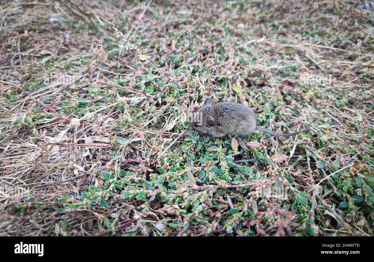 Deer mouse rodent grass hi-res stock photography and images - Alamy