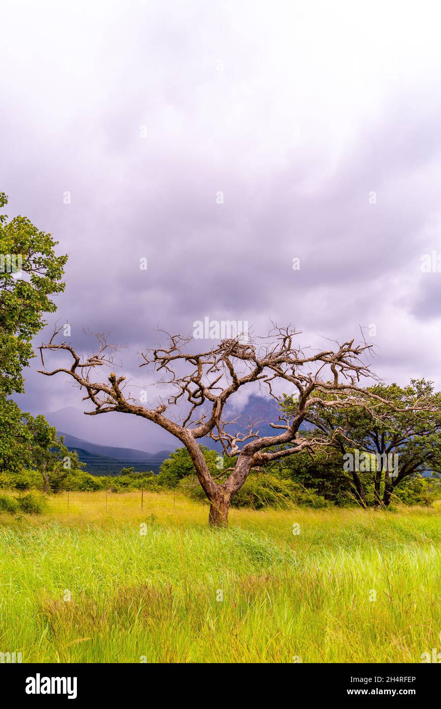 Vertical shot of a tree on a natural landscape Stock Photo - Alamy