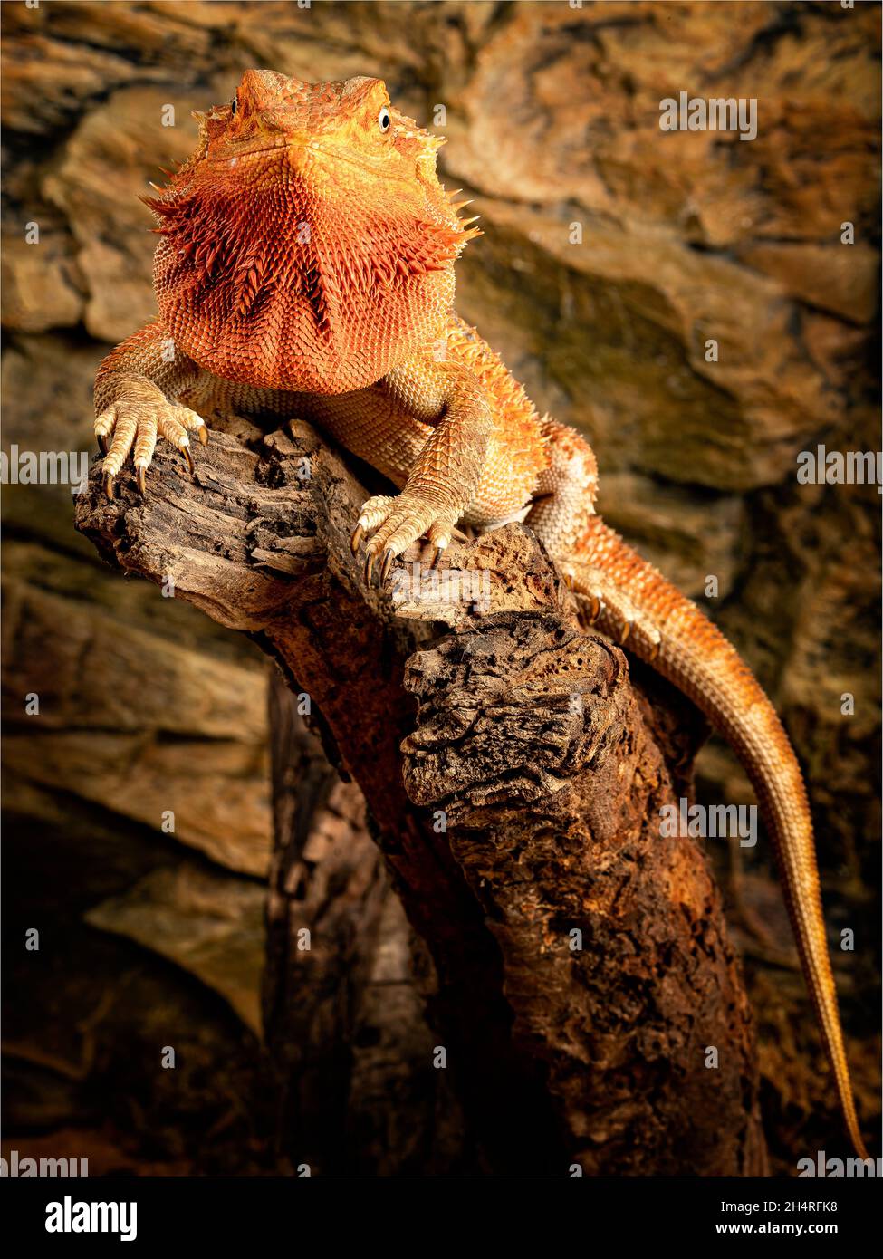 Bearded Dragon Skin