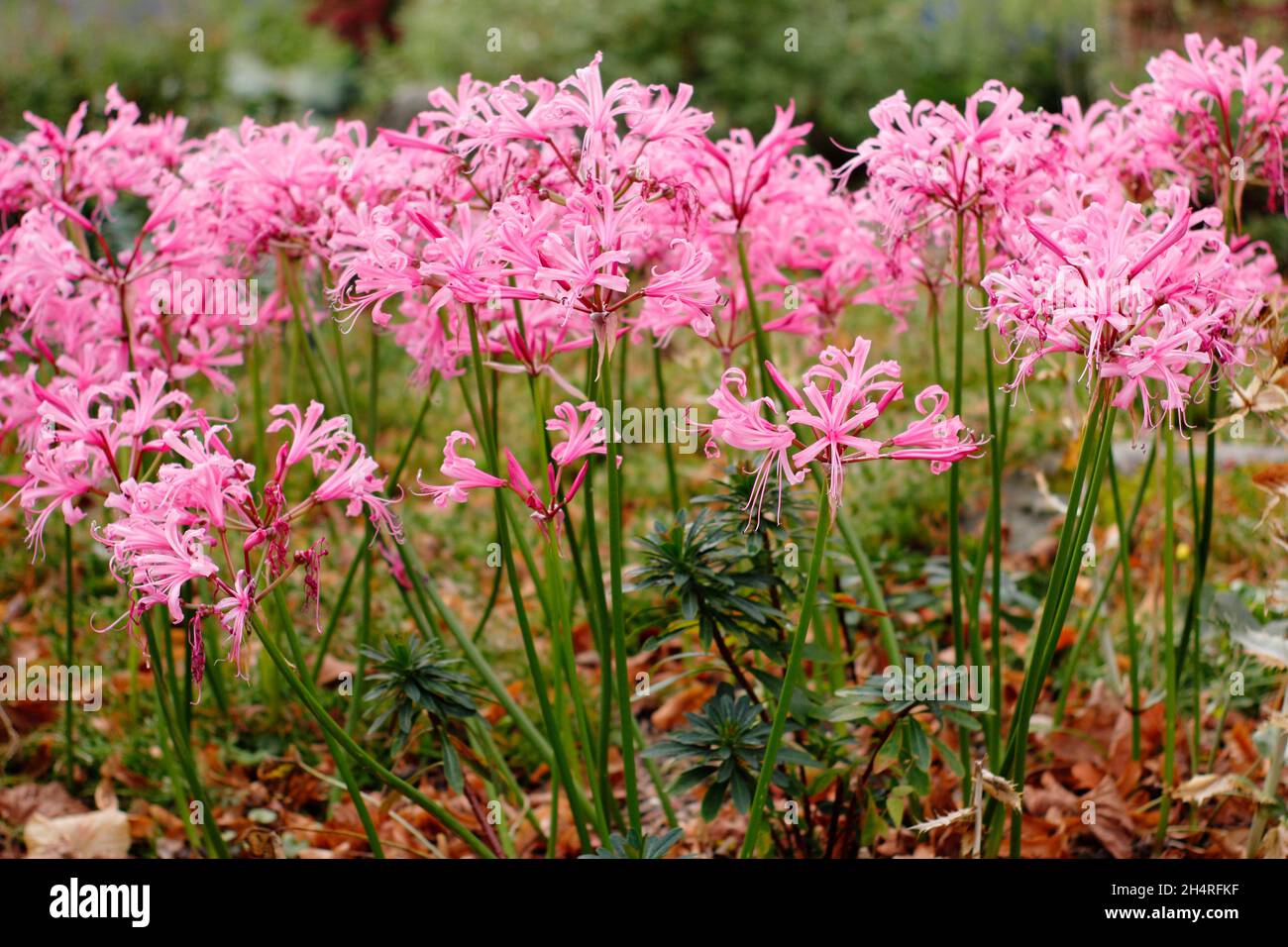 Nerines garden hi-res stock photography and images - Alamy