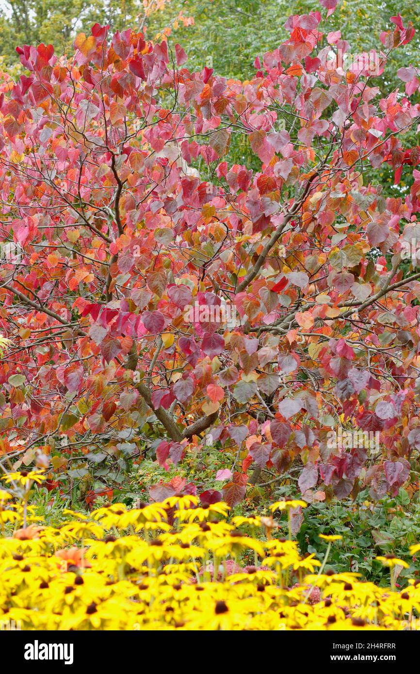 Eastern Redbud Tree In Fall