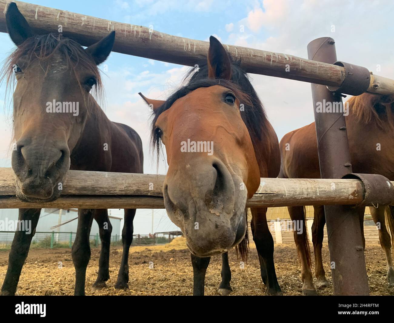 Horse Stable Outside