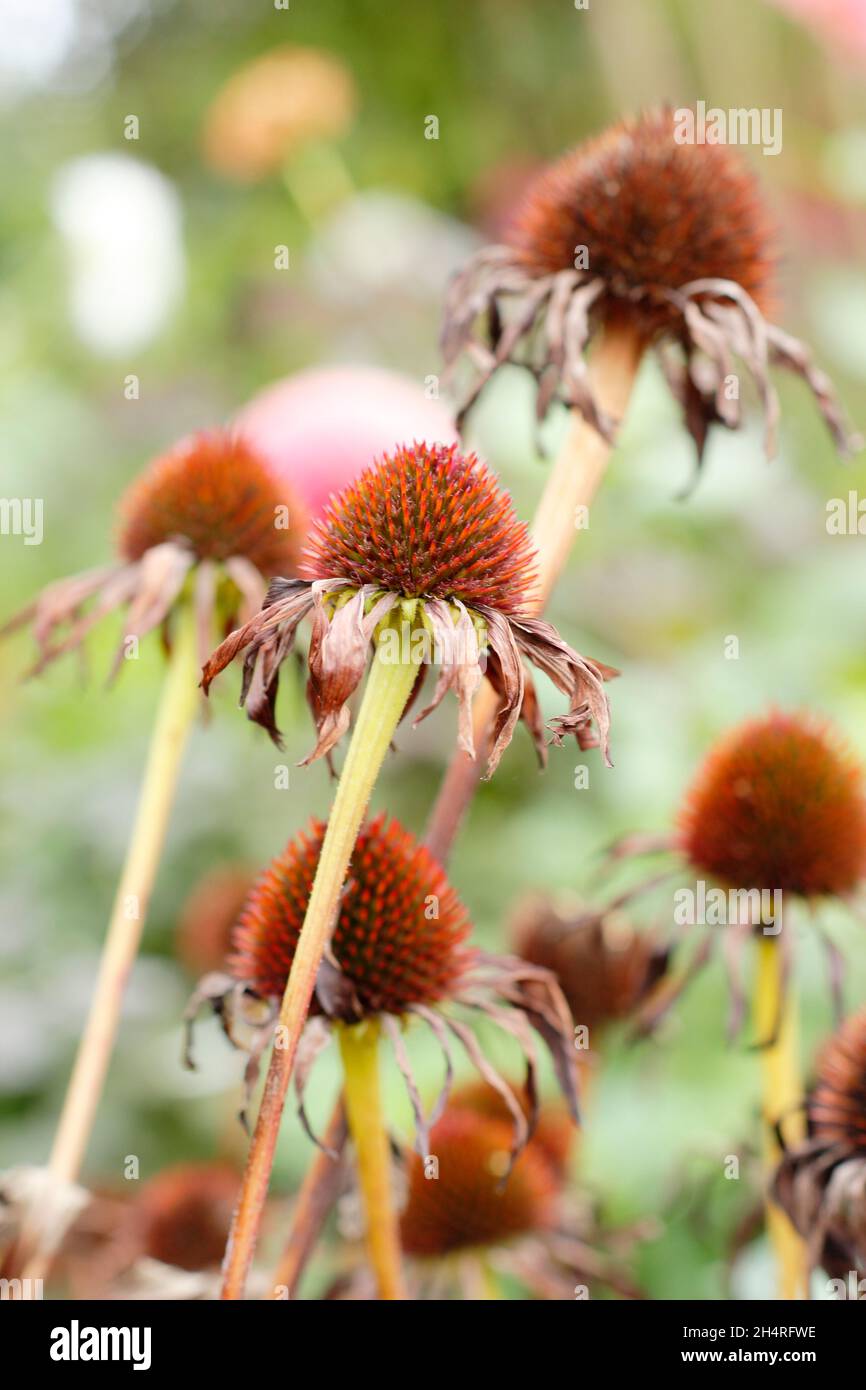 Seedhead seed head hi-res stock photography and images - Alamy