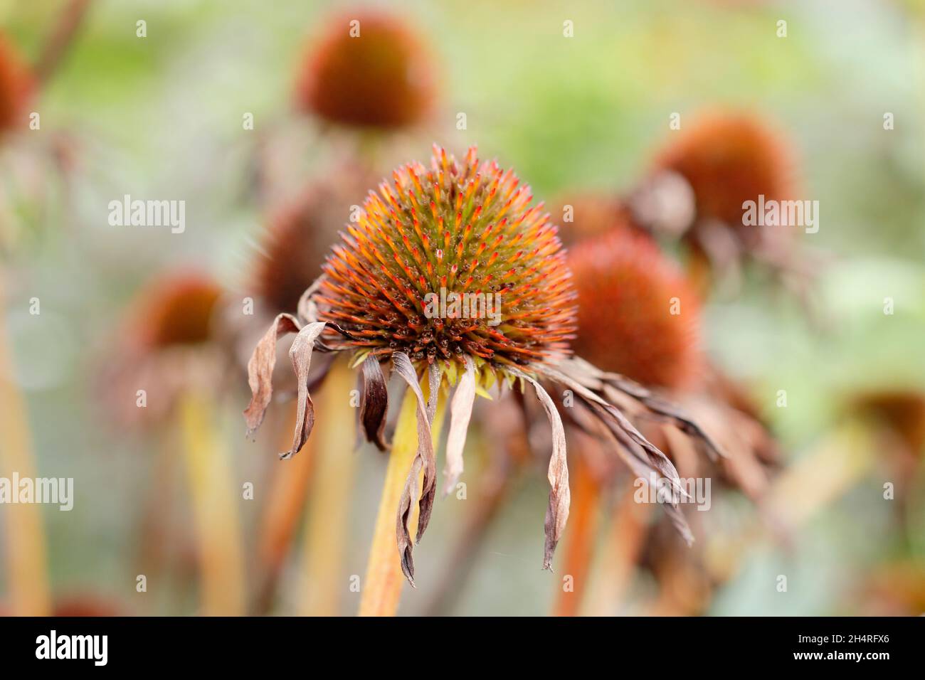 Echinacea seed hi-res stock photography and images - Alamy