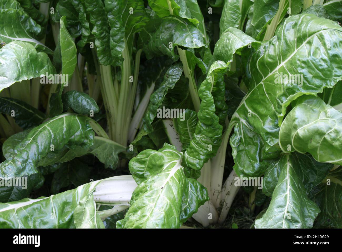 Beta flower hi-res stock photography and images - Alamy