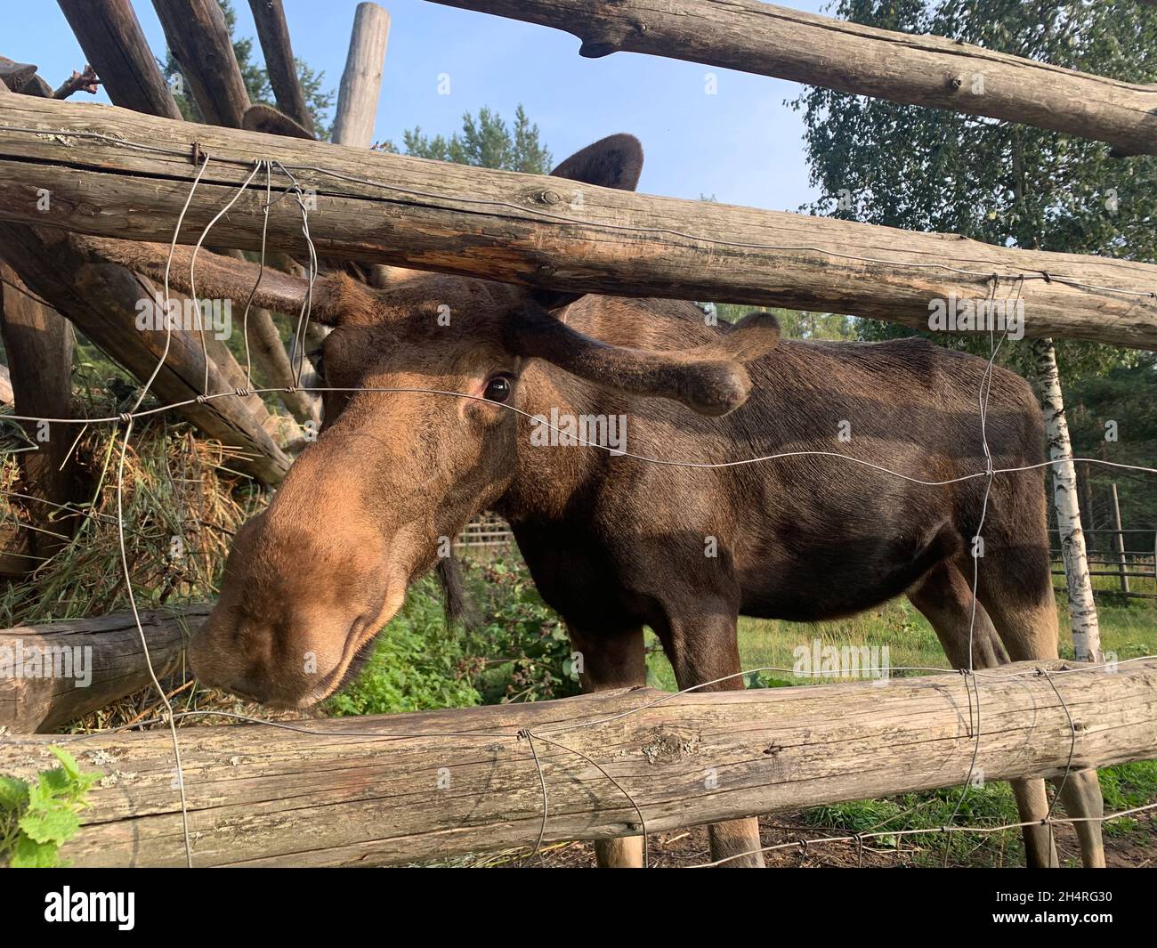 Big elk in natural reserve. Ural, Russia Stock Photo - Alamy