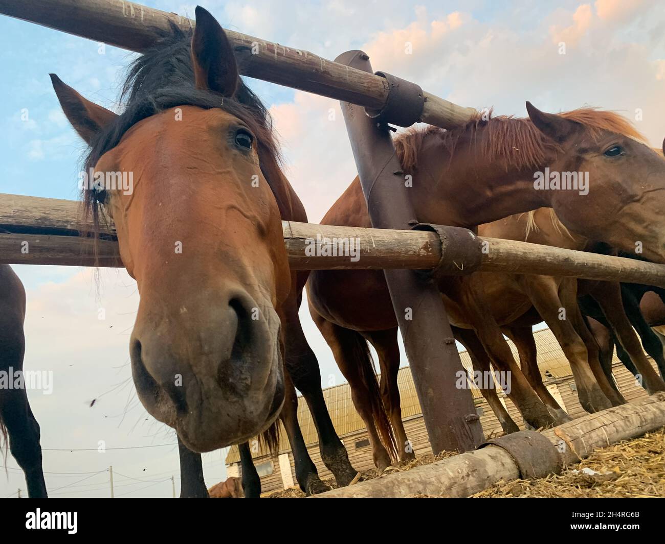 Horses in big stable outside Stock Photo - Alamy