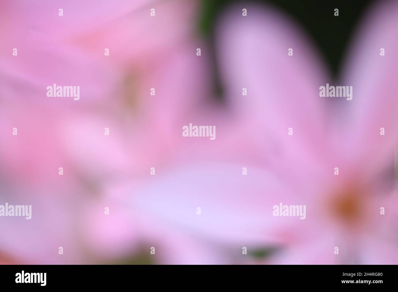 Pink flowers defocused Stock Photo - Alamy
