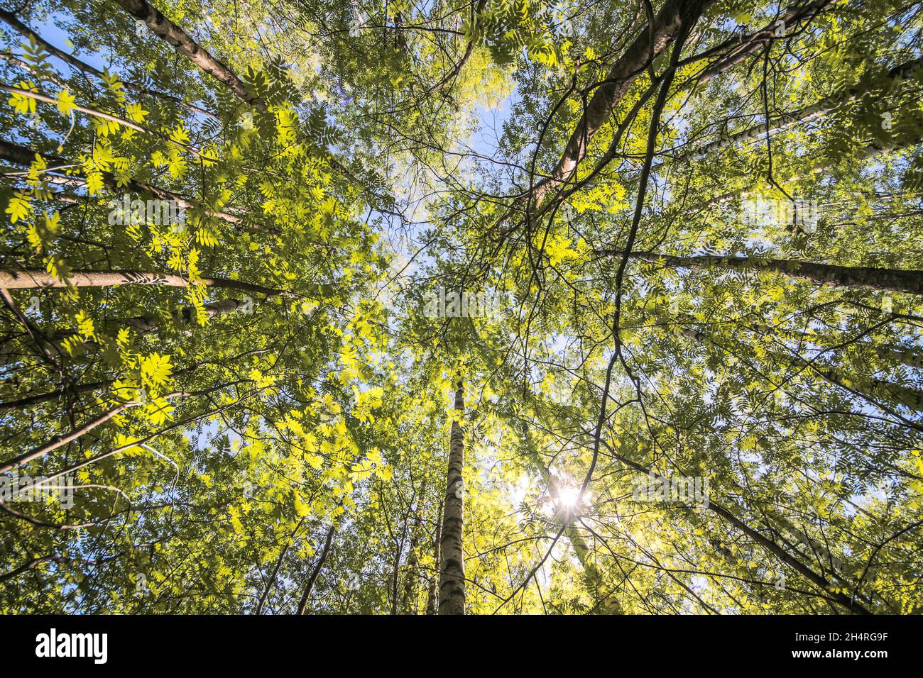 tree branches view from below.green forest Stock Photo - Alamy