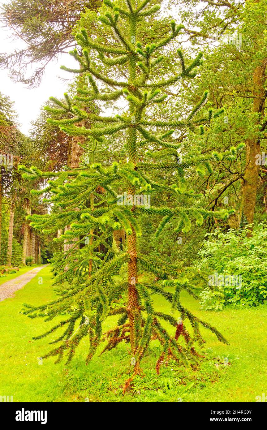 Monkey puzzle tree in garden hi-res stock photography and images - Alamy