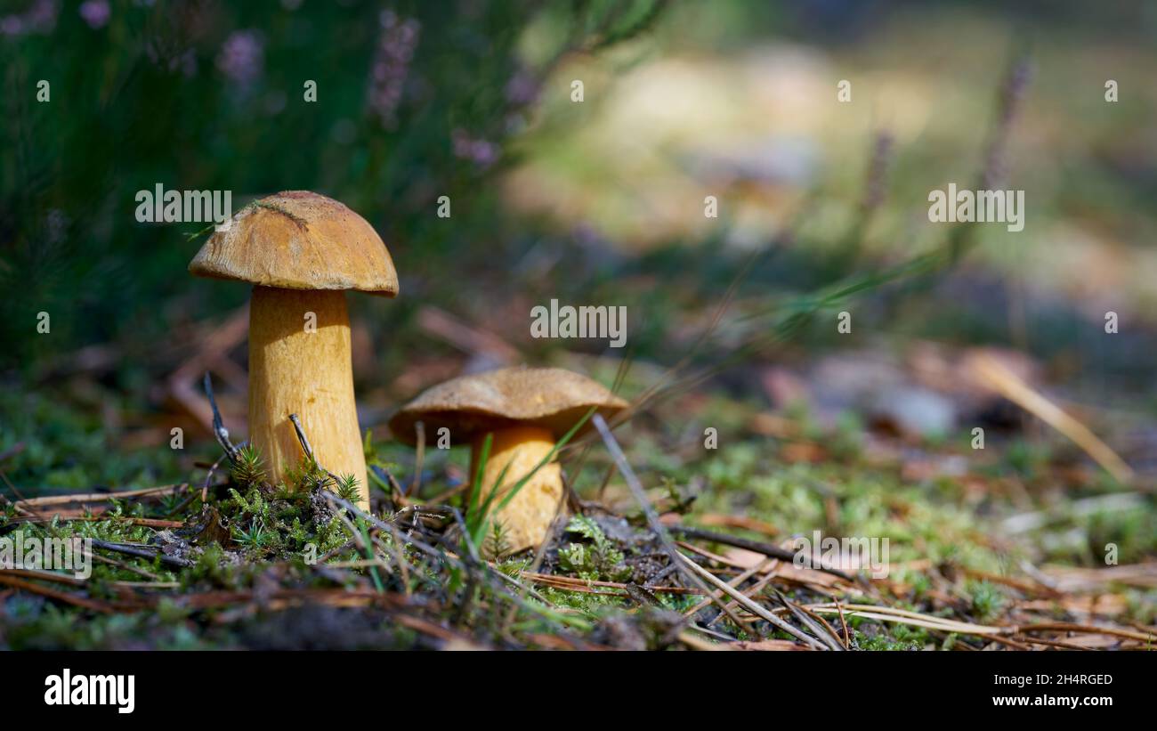 velvet bolete (Suillus variegatus) on the forest floor in autumn Stock ...