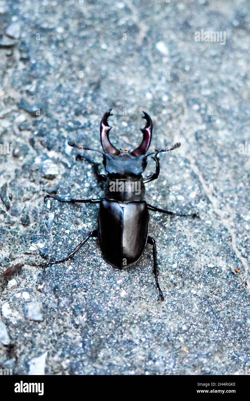 Vertical shot of a Stag beetle on rocks outdoors in the daylight Stock ...