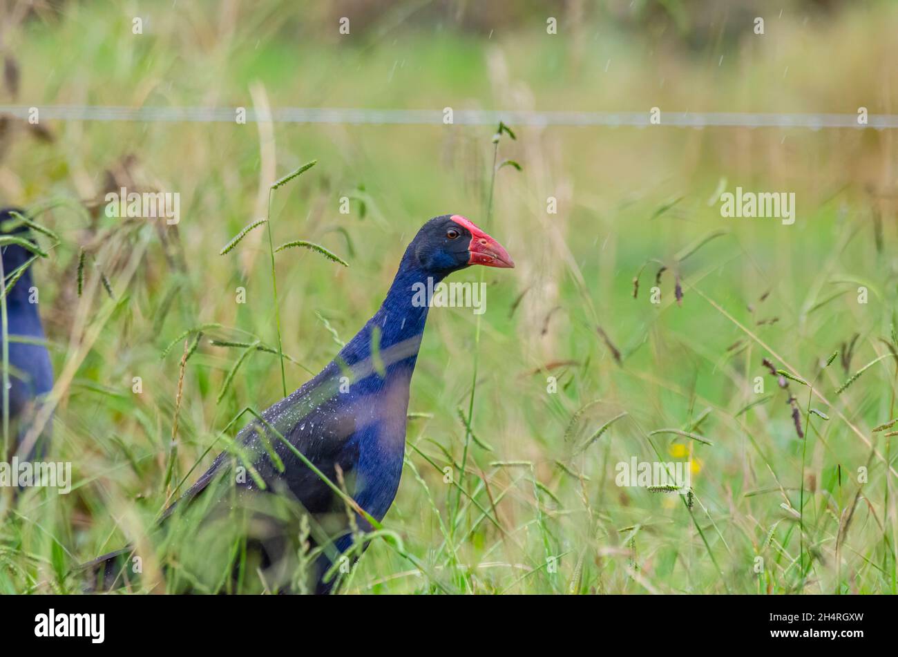 Pukeko Porphyrio porphyrio melanotus Stock Photo - Alamy