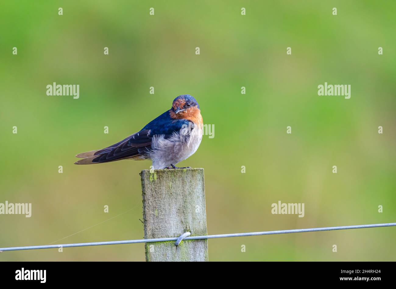 Welcome swallow, Tasmania, Australia Stock Photo - Alamy