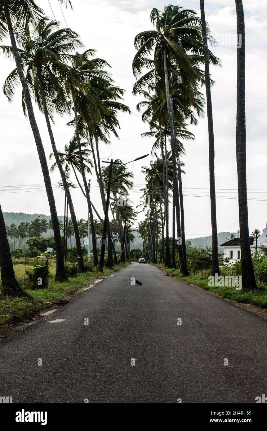 Para road with coconut trees on both of sides of road in Goa, India ...