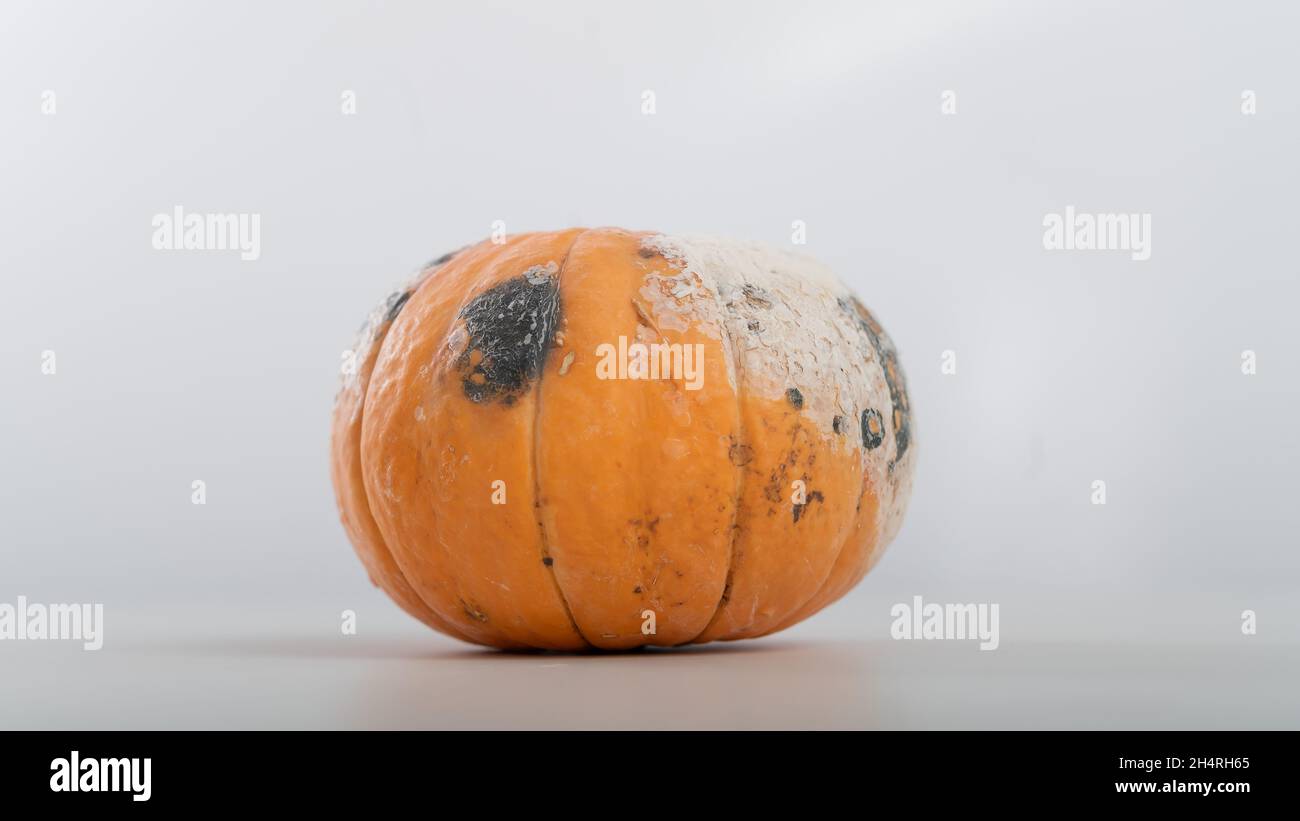 Spoiled pumpkin in mold on white background Stock Photo - Alamy