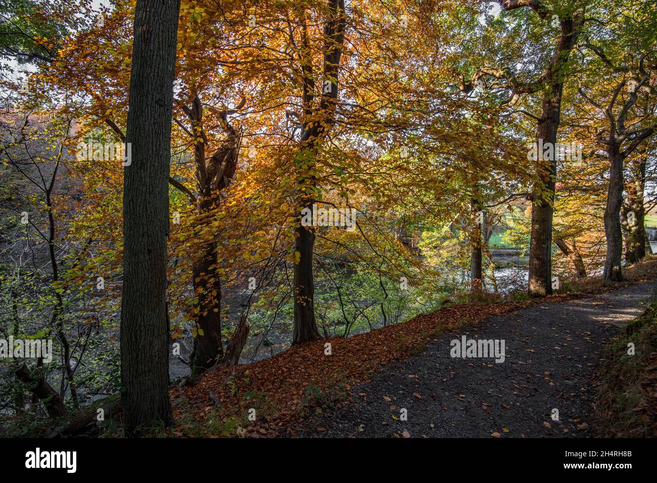 A narrowing path, (below Barden bridge and above the River Wharfe), on ...