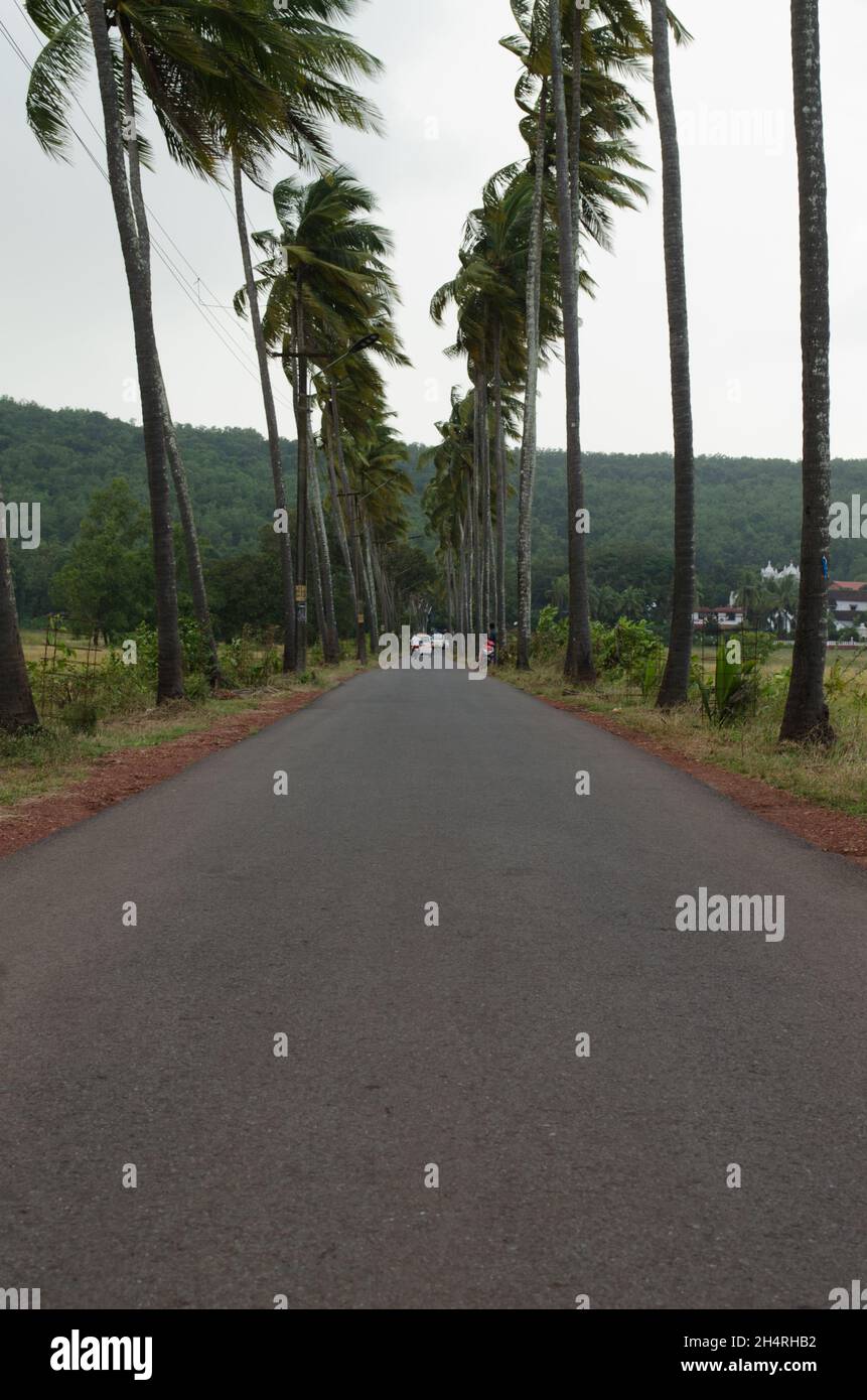 Para road with coconut trees on both of sides of road in Goa, India ...