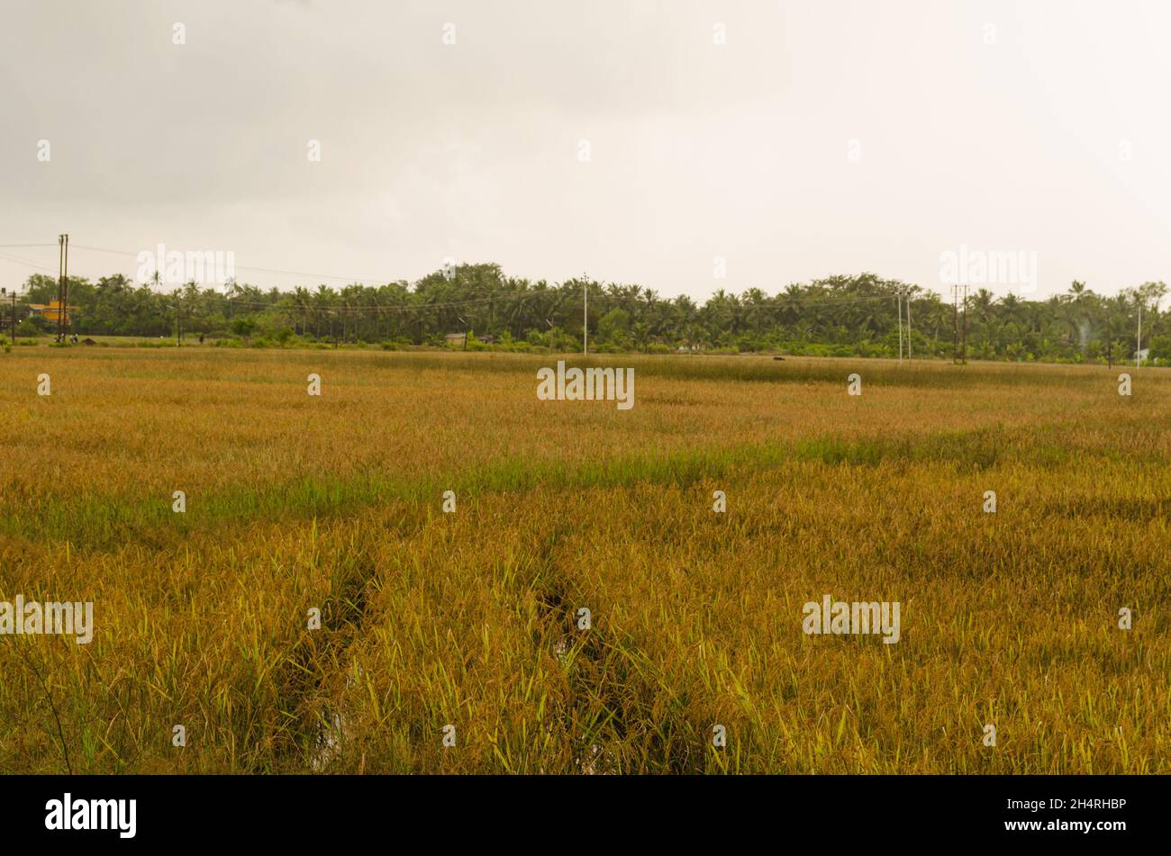Para road with coconut trees on both of sides of road in Goa, India ...