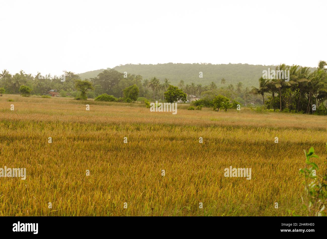 Para road with coconut trees on both of sides of road in Goa, India ...