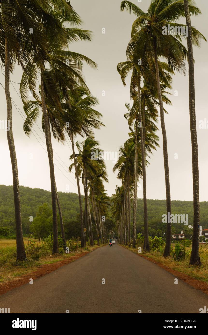 Para road with coconut trees on both of sides of road in Goa, India ...