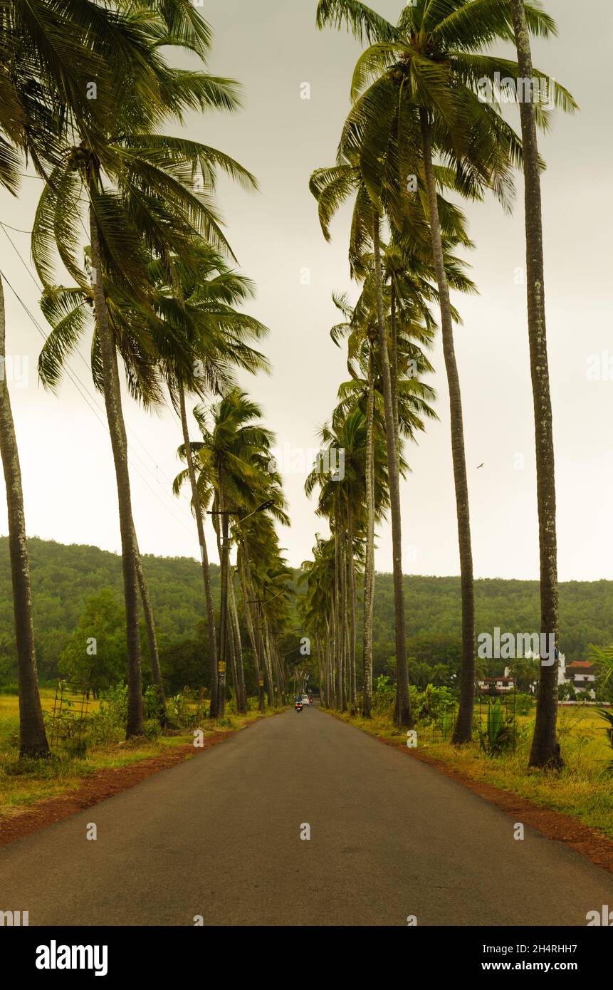 Para road with coconut trees on both of sides of road in Goa, India ...