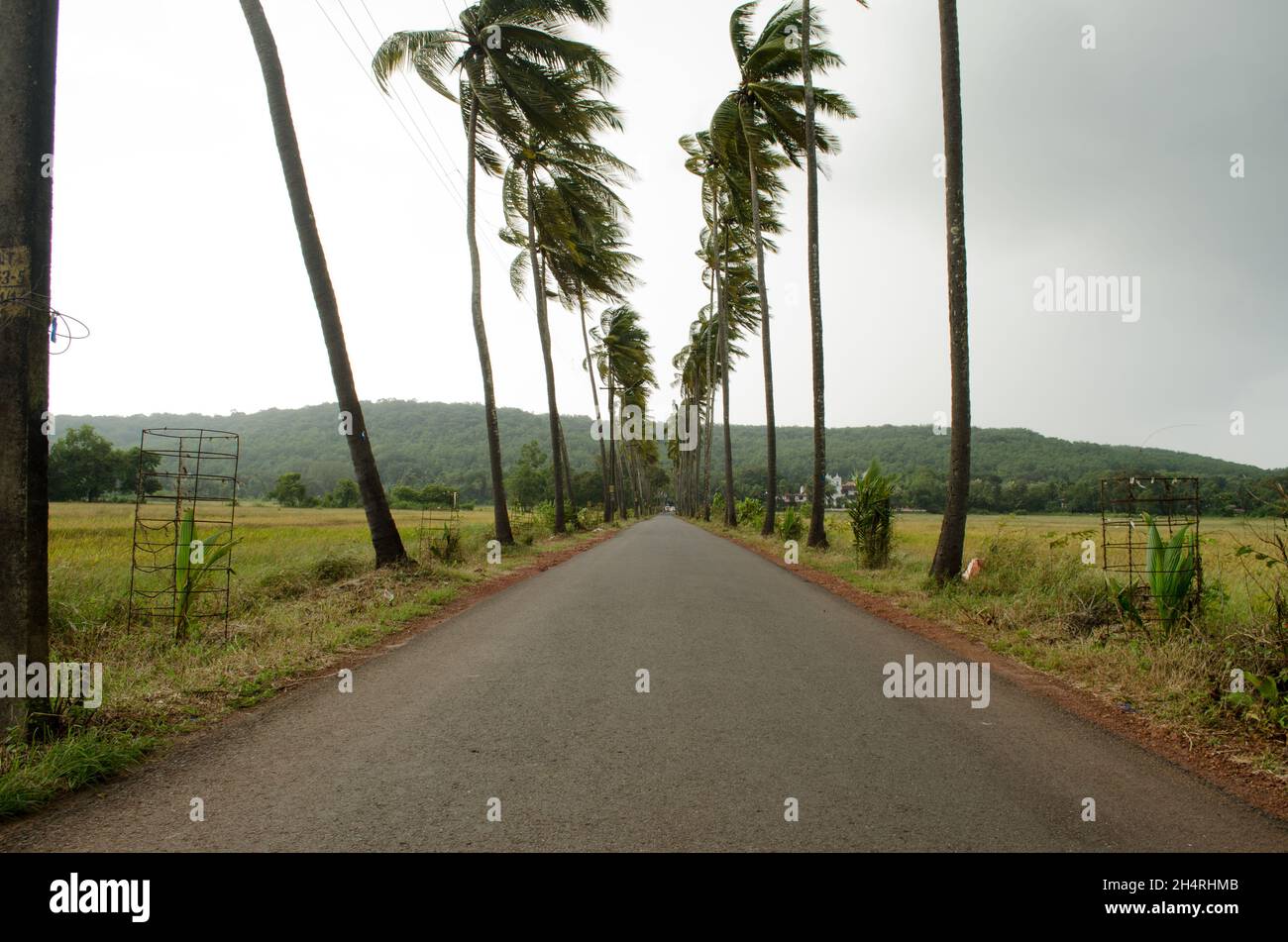 Para road with coconut trees on both of sides of road in Goa, India ...