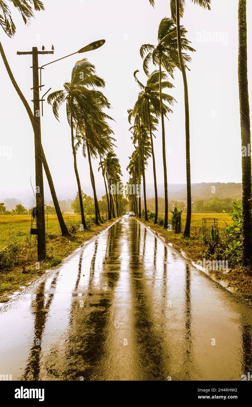 Para road with coconut trees on both of sides of road in Goa, India ...