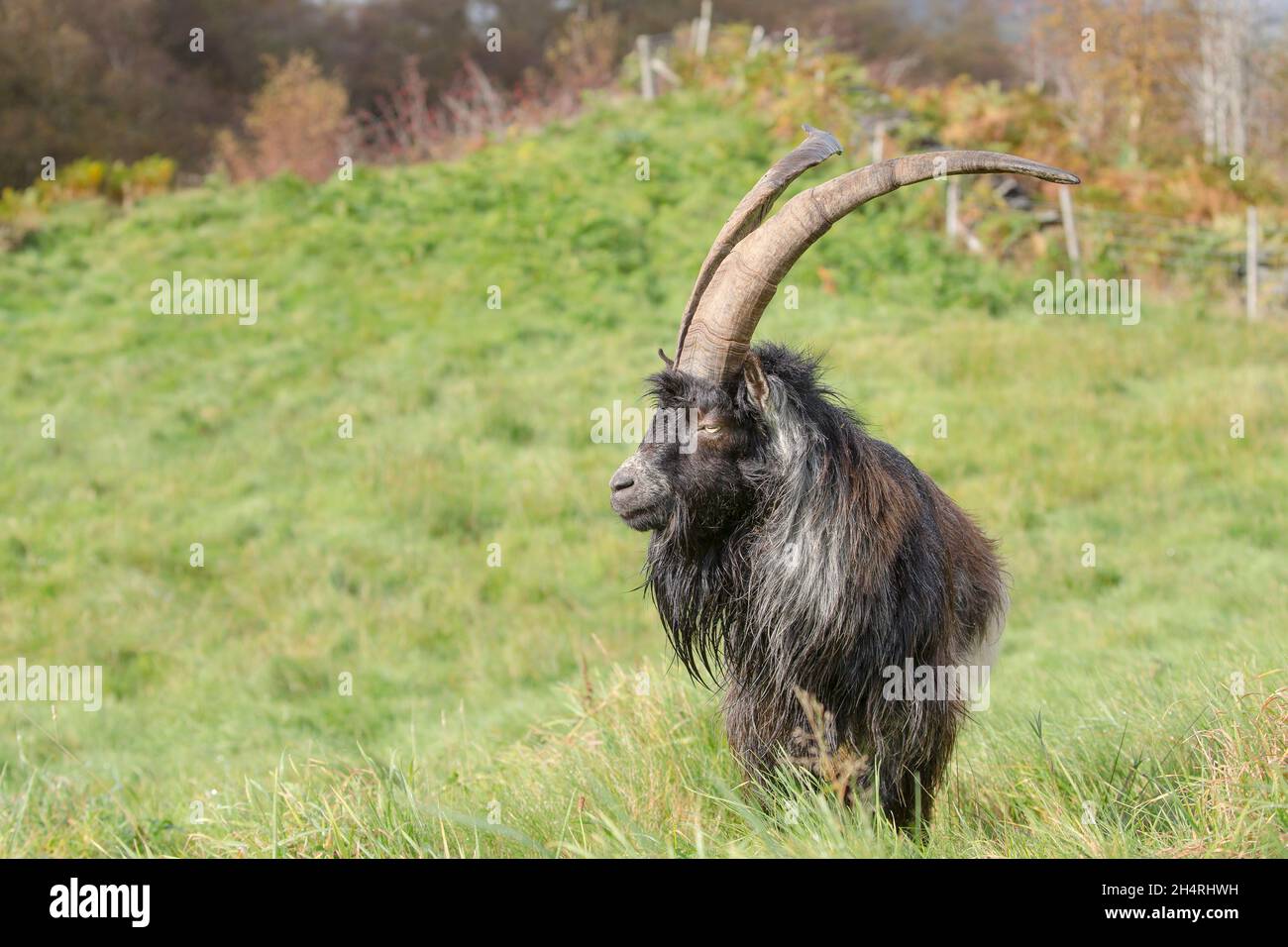 Large wild male Welsh mountain goat in a field Stock Photo - Alamy