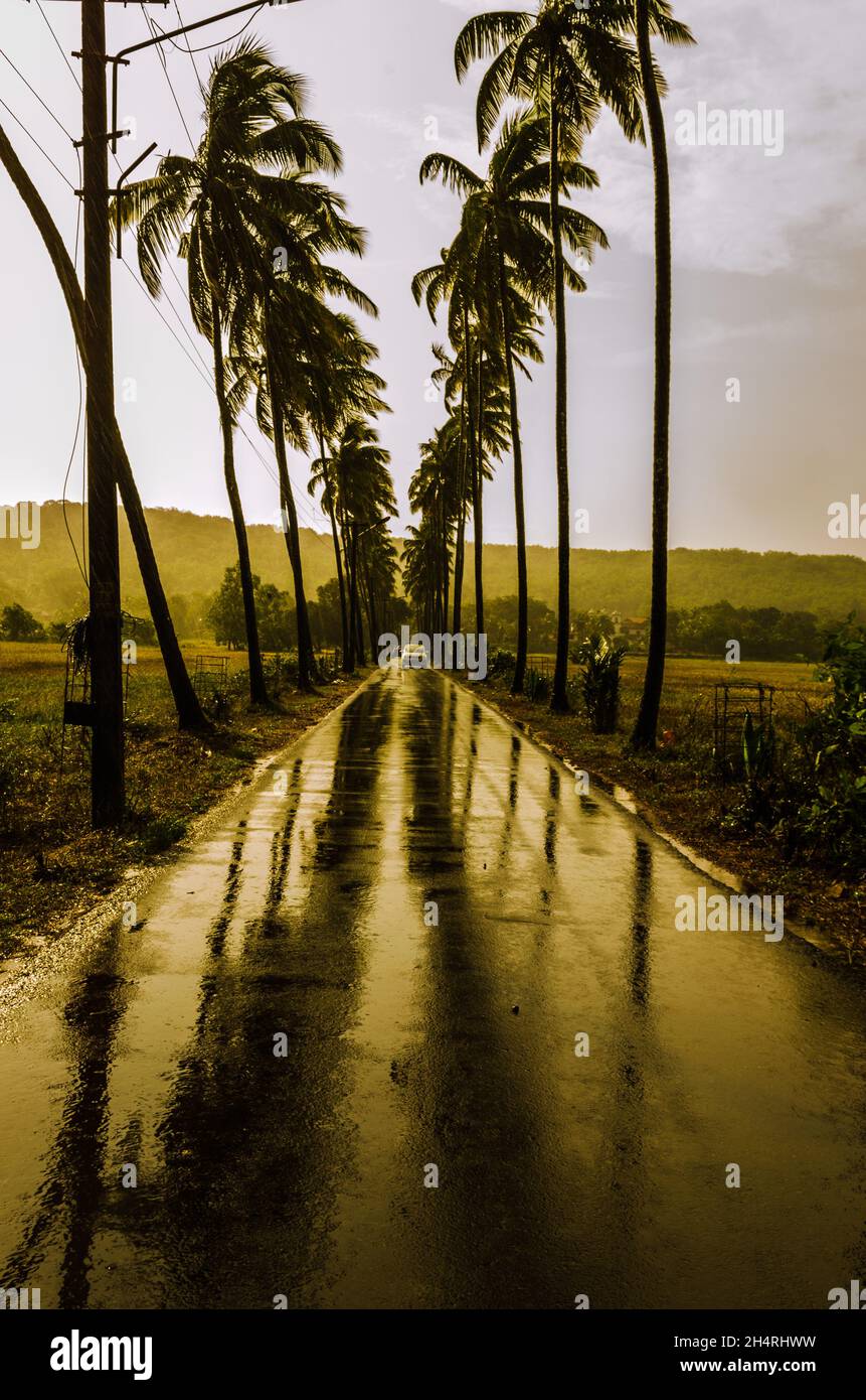 Para road with coconut trees on both of sides of road in Goa, India ...