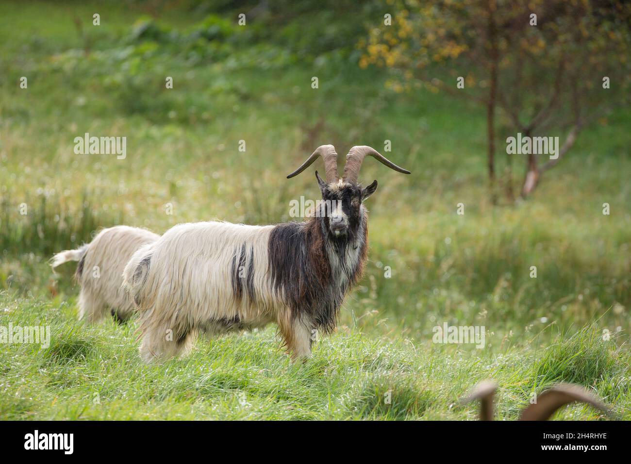 Male wild goat hi-res stock photography and images - Alamy