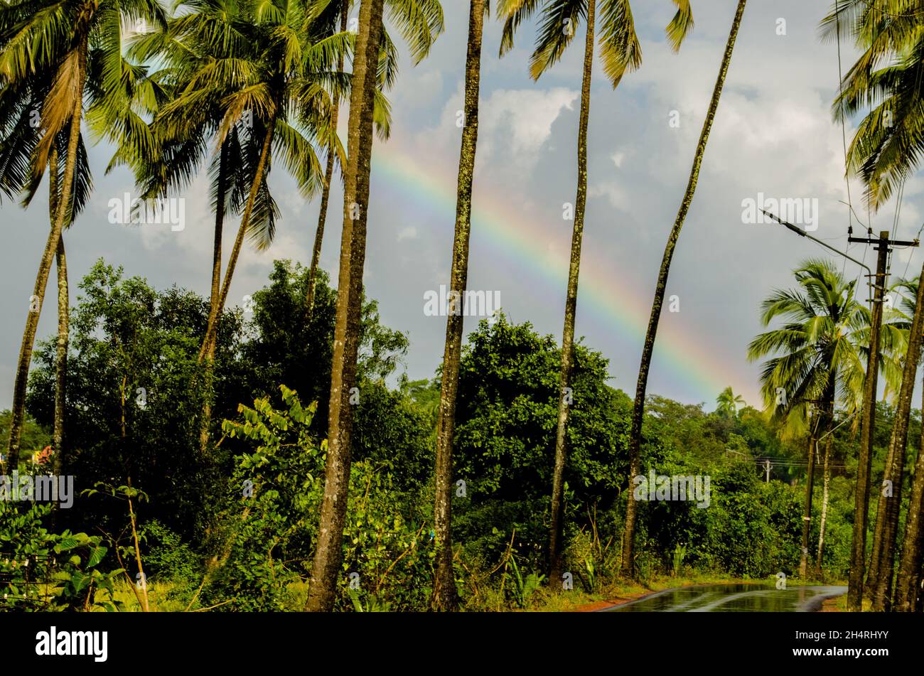 Para road with coconut trees on both of sides of road in Goa, India ...