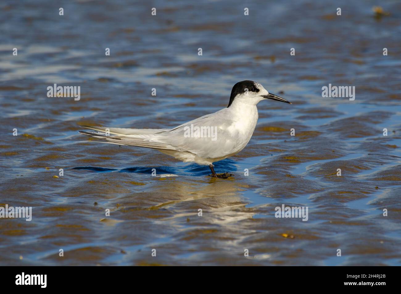 White fronted tern, Sterna striata, Tasmania, Australia Stock Photo - Alamy
