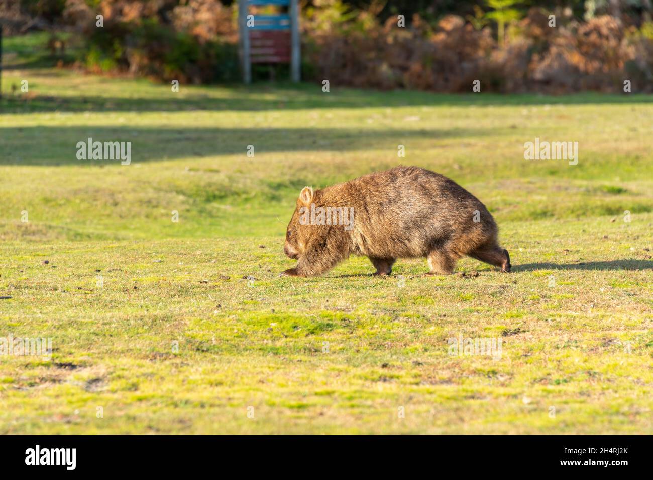 Common wombat, Tasmania, Australia Stock Photo - Alamy