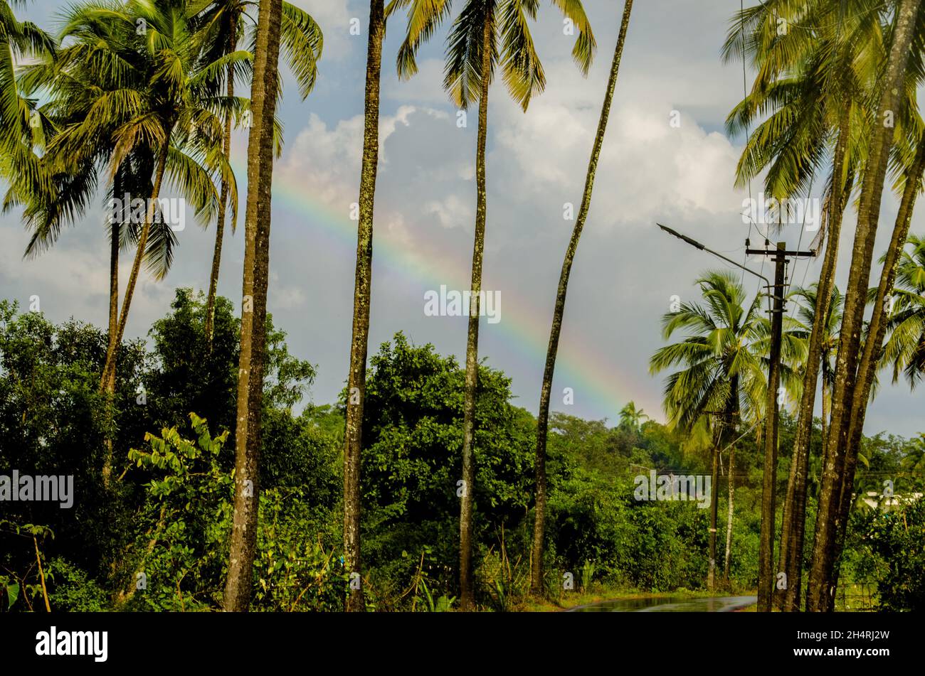 Para road with coconut trees on both of sides of road in Goa, India ...