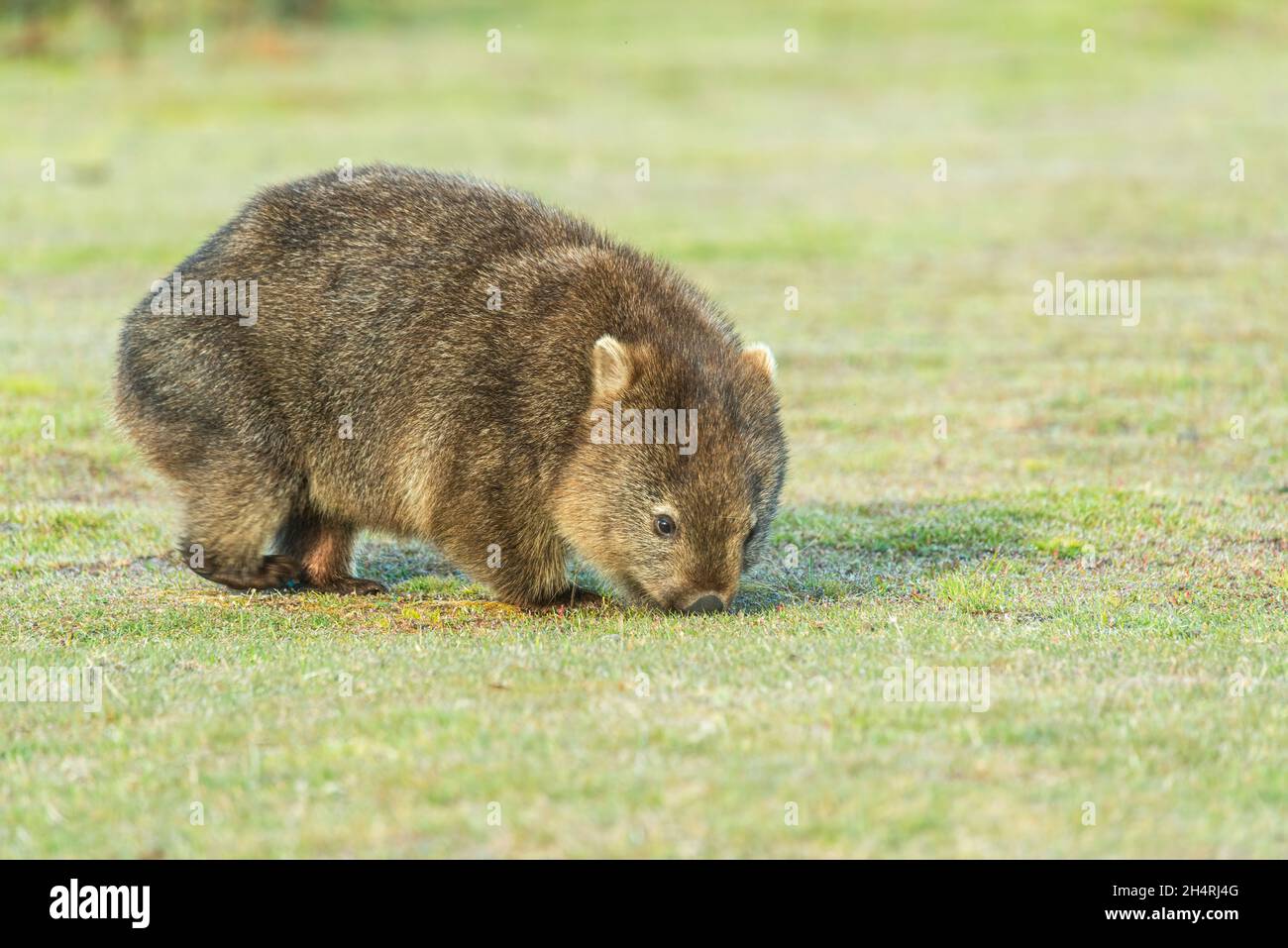 Common wombat, Tasmania, Australia Stock Photo - Alamy
