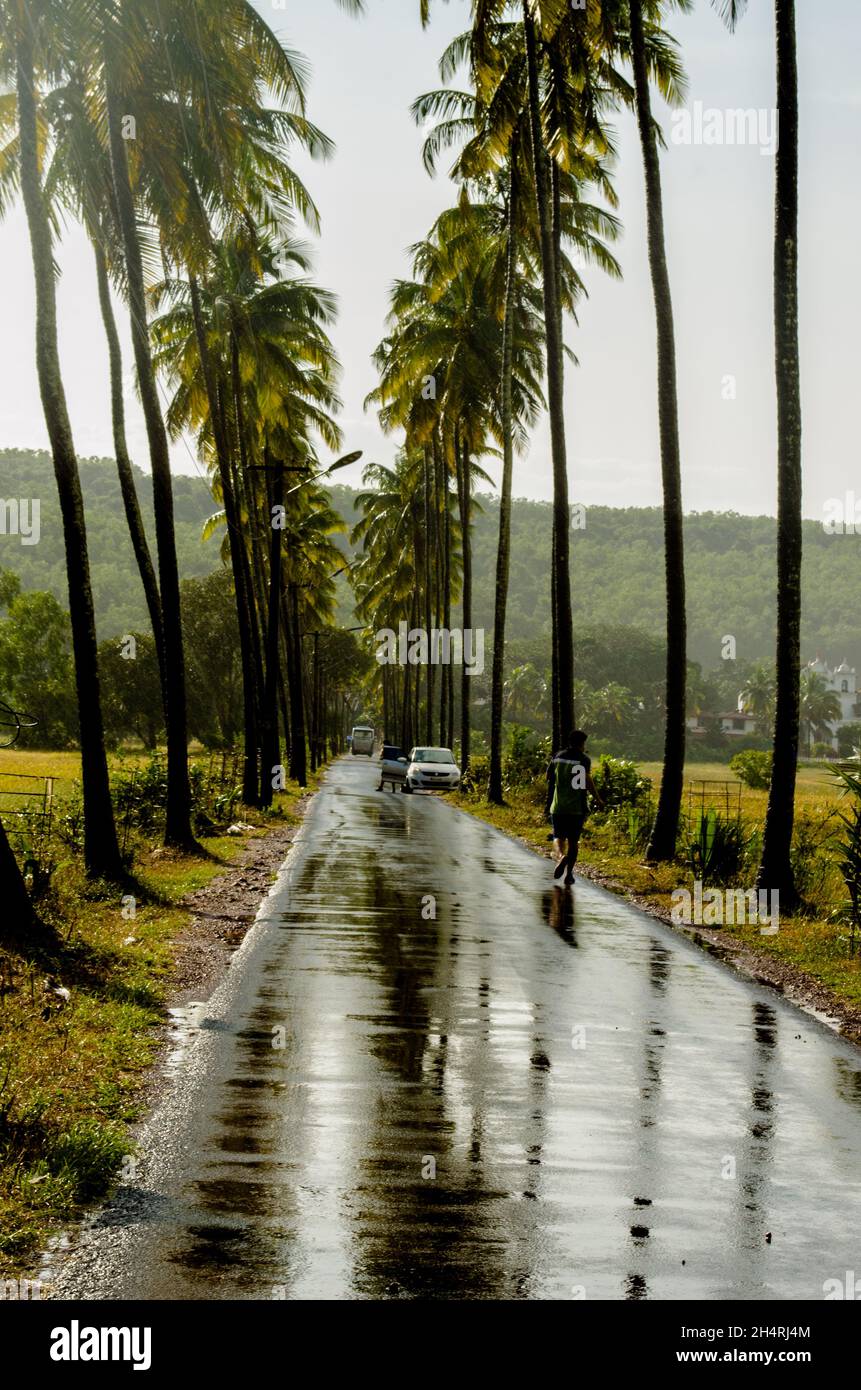 Para road with coconut trees on both of sides of road in Goa, India ...