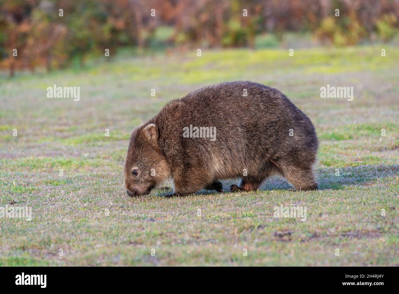 Common wombat, Tasmania, Australia Stock Photo - Alamy