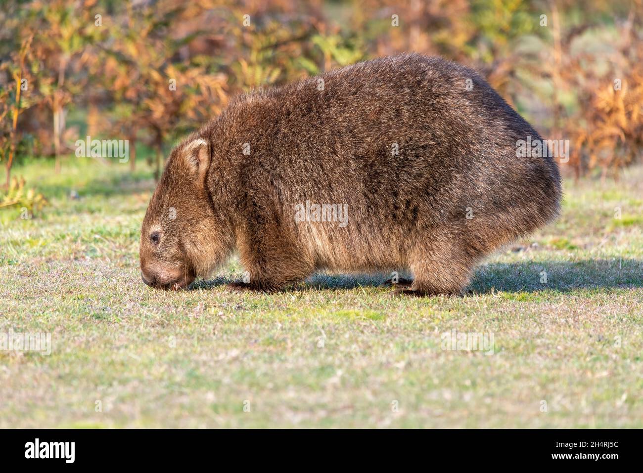 Common wombat, Tasmania, Australia Stock Photo - Alamy