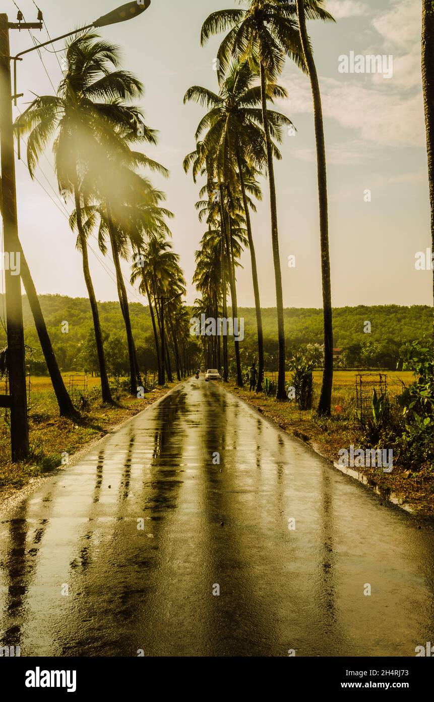 Para road with coconut trees on both of sides of road in Goa, India ...