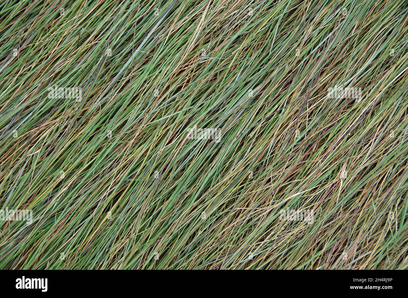 Flat grass texture hi-res stock photography and images - Alamy