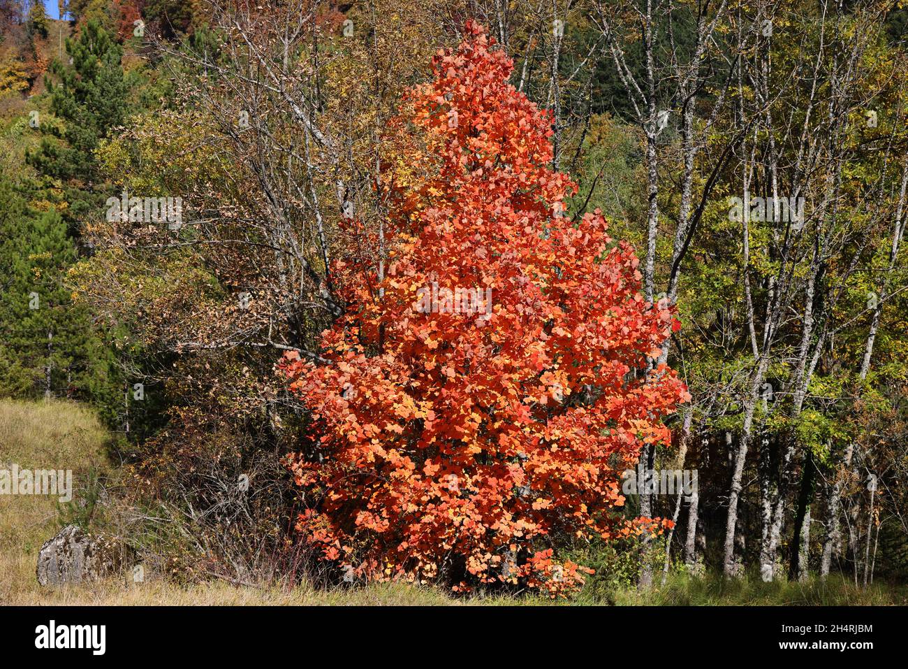 Fall colors in Casentino, Tuscany Stock Photo - Alamy