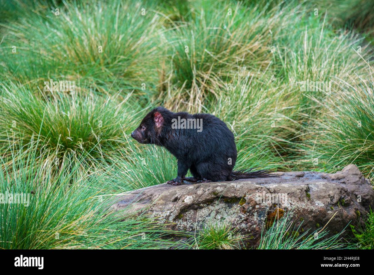 Tasmanian devil, Cradle Mountain, Tasmania, Australia Stock Photo - Alamy